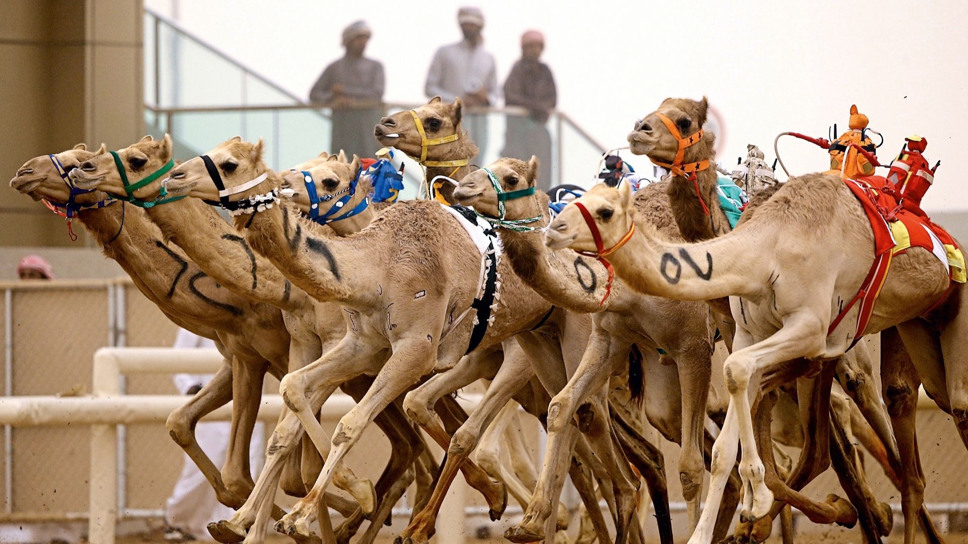 Camel Racing in the UAE